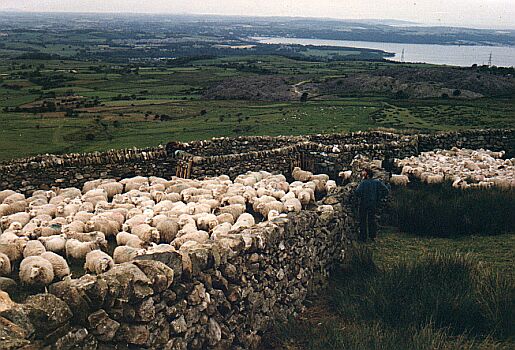 Stone Sheep Pen